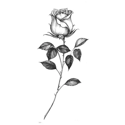 Tetovanie ruže | význam | 35+ nápadov pre muži a ženy | VeAn Tattoo